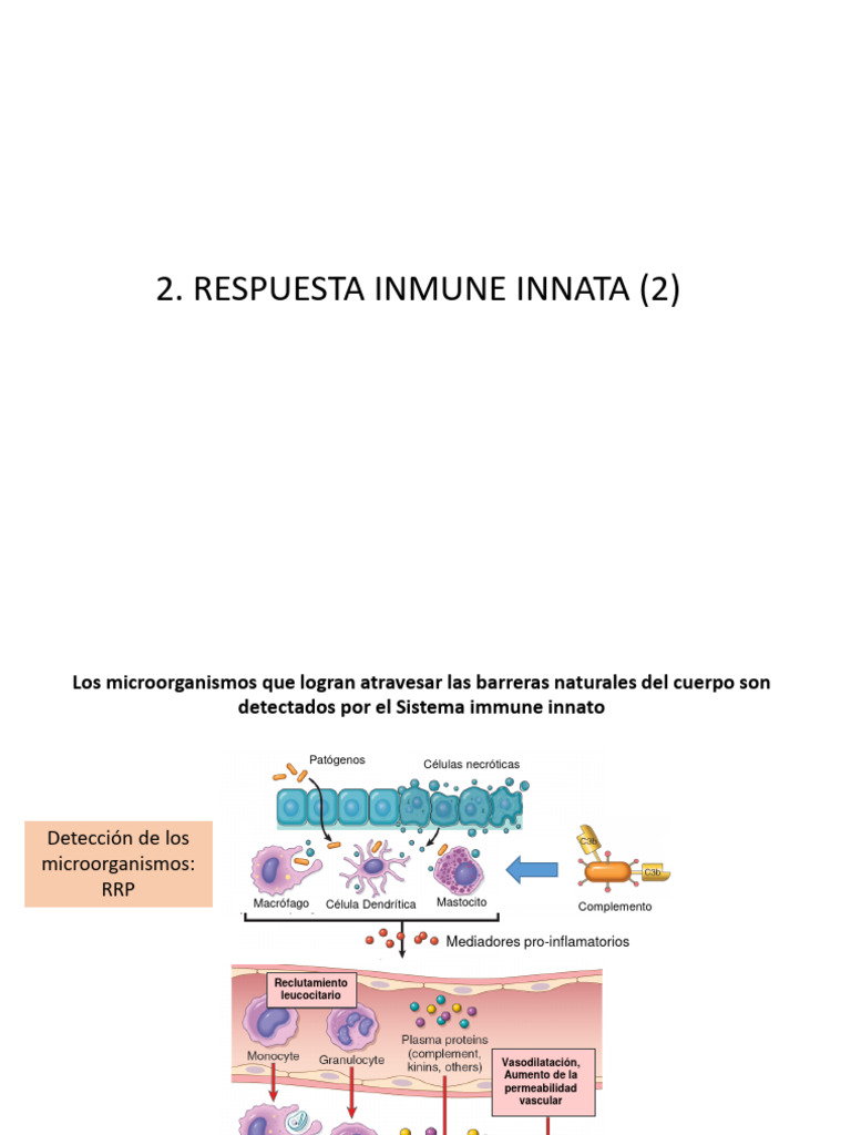 02 Inmunidad Innata | PDF | Sistema complementario | Sistema inmune innato