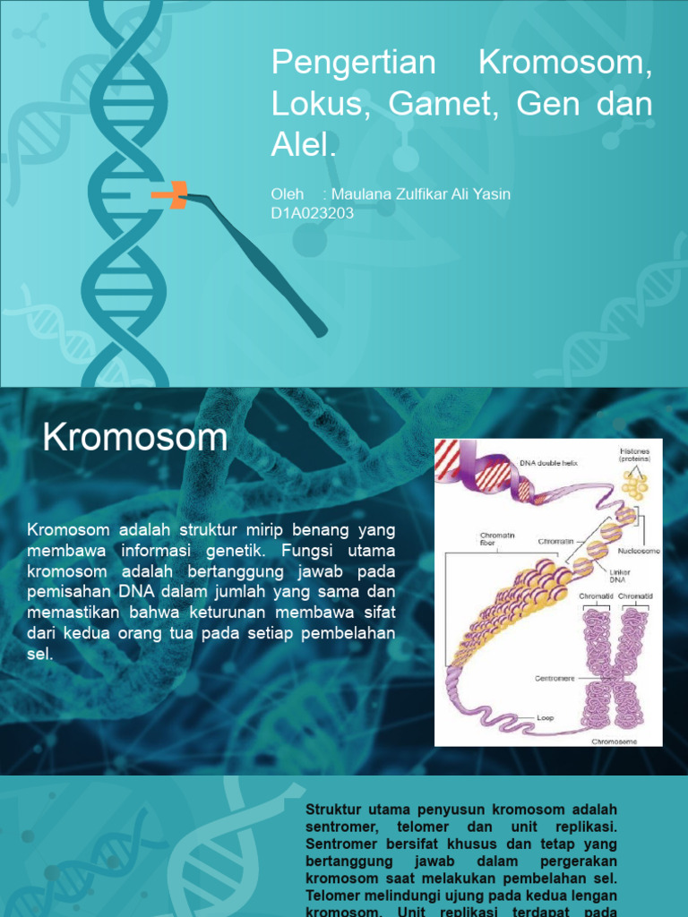 Pengertian Kromosom, Gen, dan Alel | PDF