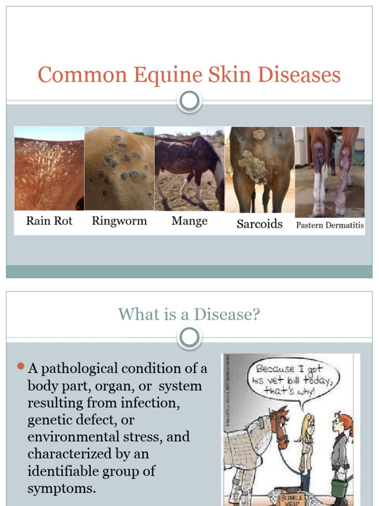 Equine Skin Diseases: Causes & Treatments | PDF | Clinical Medicine ...