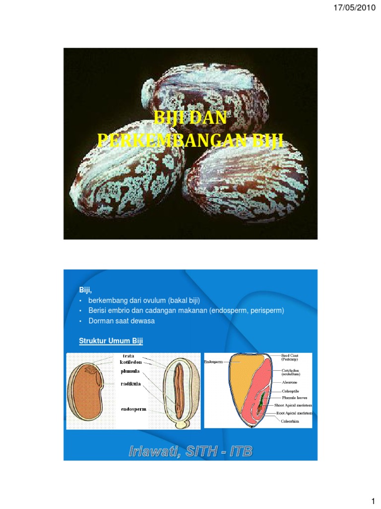 Struktur dan Perkembangan Biji | PDF