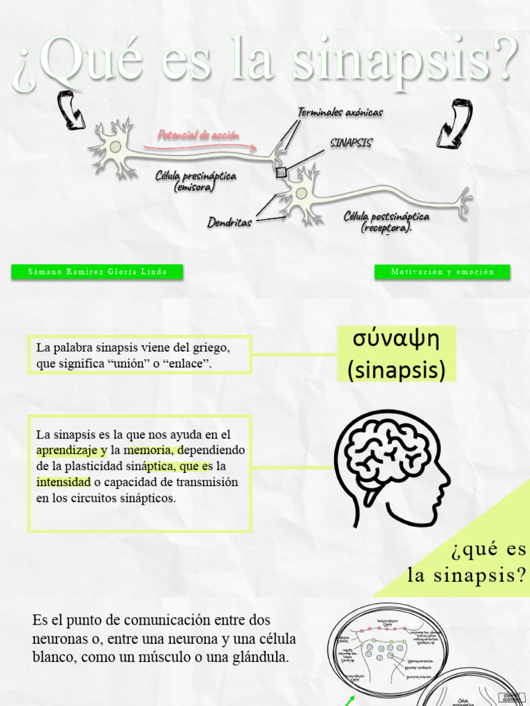 Sinapsis Pdf Sinapsis Neurona