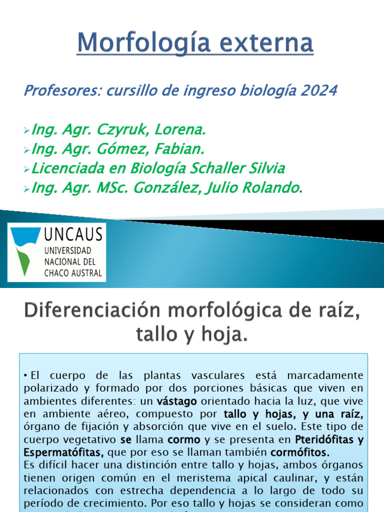 Morfología Externa Cursillo de Ingreso 2024 | Descargar gratis PDF | Hoja | Tallo de la planta