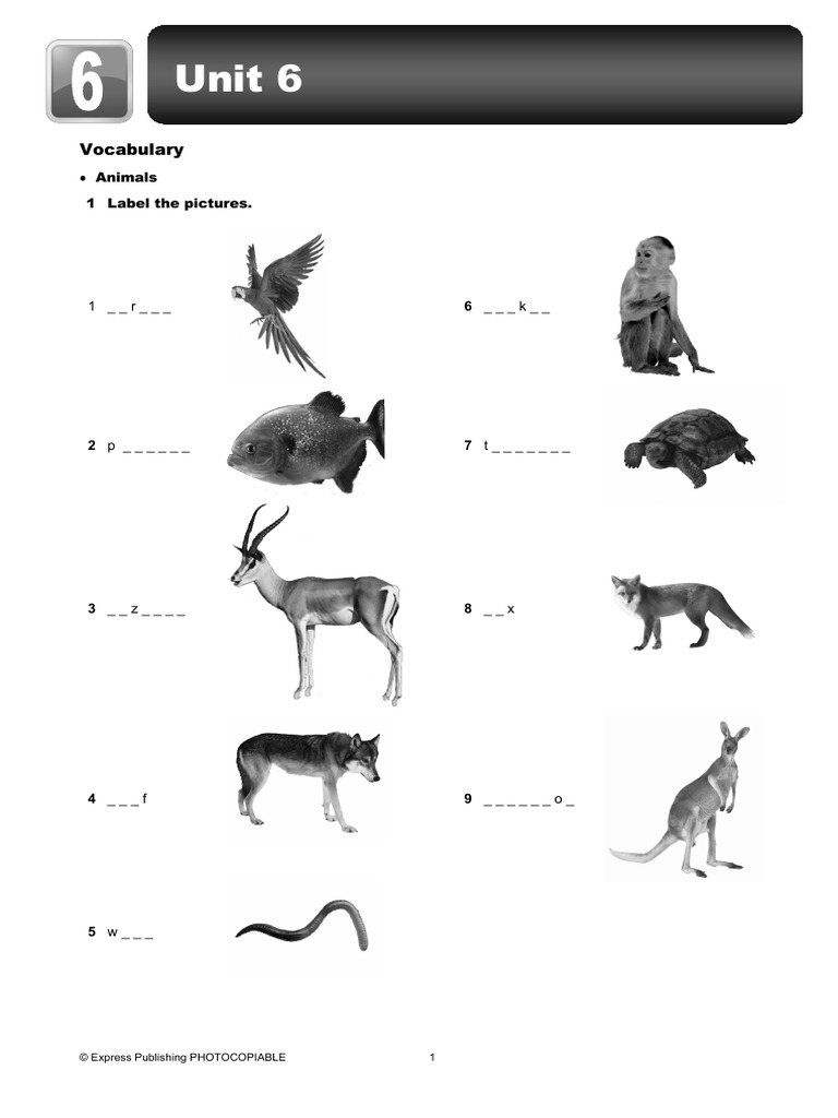 06 OnScreen 1 Unit 6 | PDF | Elephant | Whales