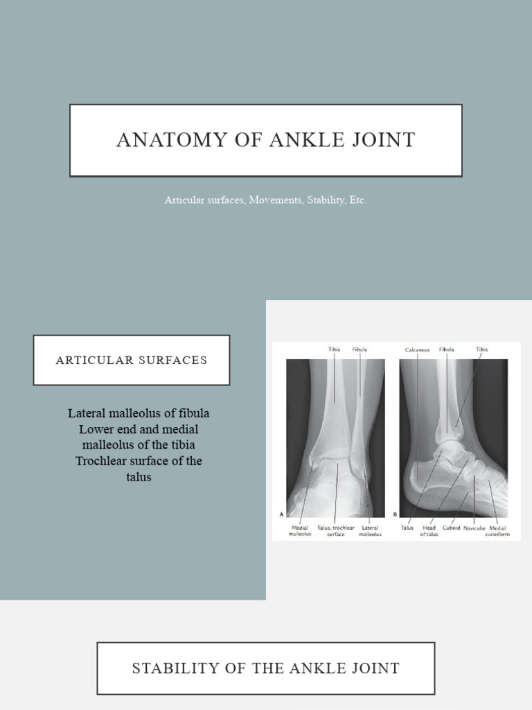 Ankle Joint Anatomy Guide | PDF | Ankle | Musculoskeletal System