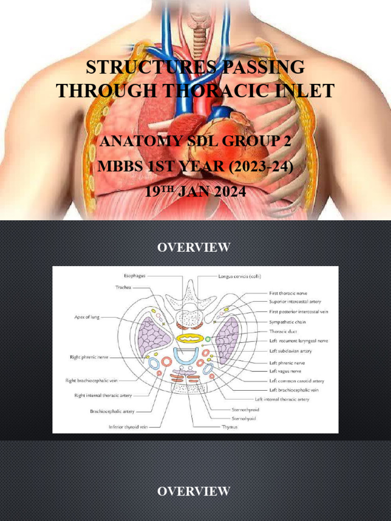 Anatomy SDLT Thorax PPT 3 New | PDF