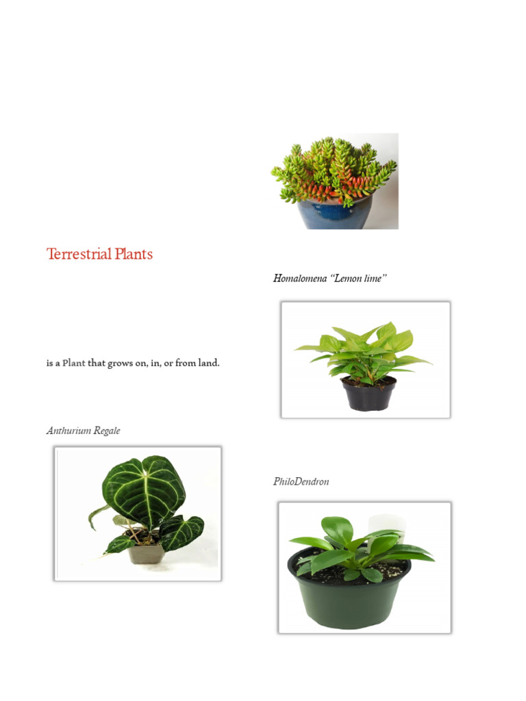 Plants | PDF
