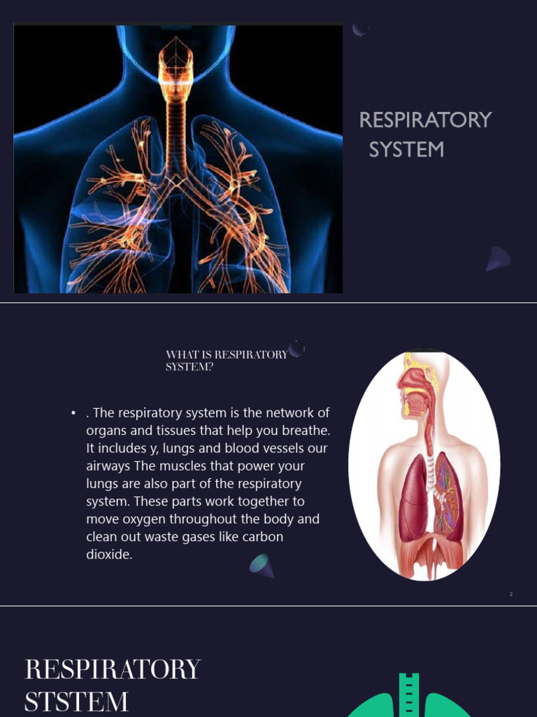 Respiratory System 1 | Download Free PDF | Respiratory Tract | Respiratory System