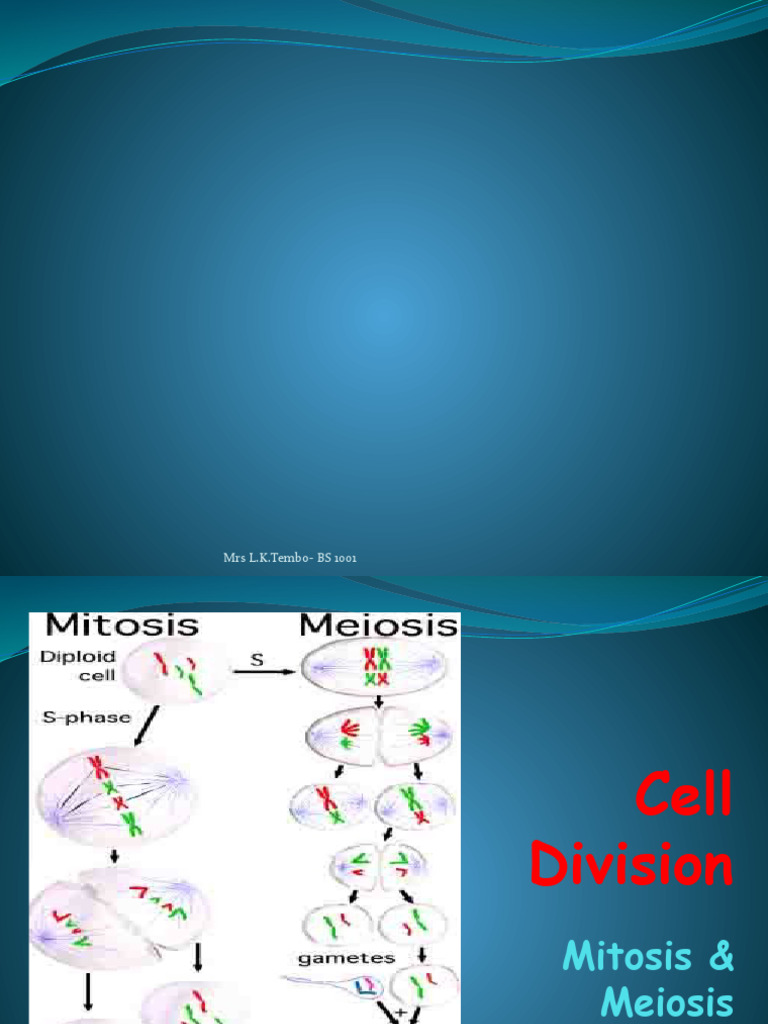 Cell Cycle Lecture | PDF | Mitosis | Ploidy