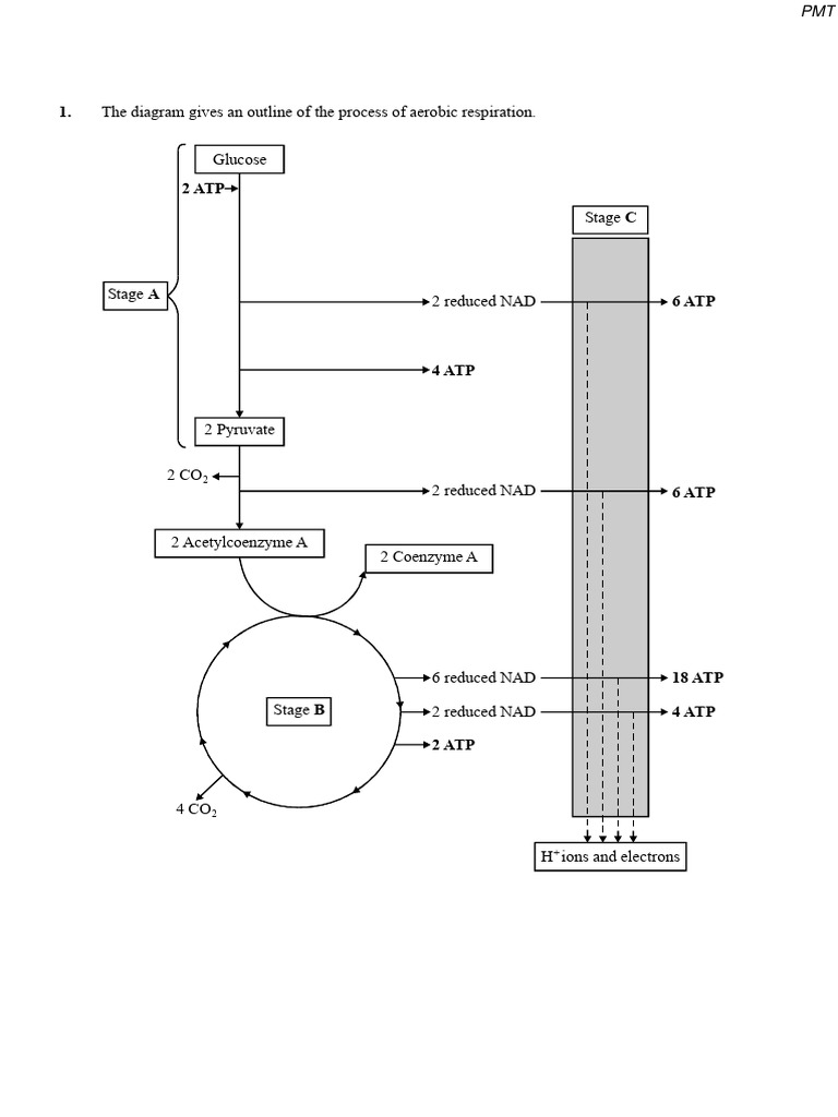 4 Respiration | PDF | Cellular Respiration | Adenosine Triphosphate