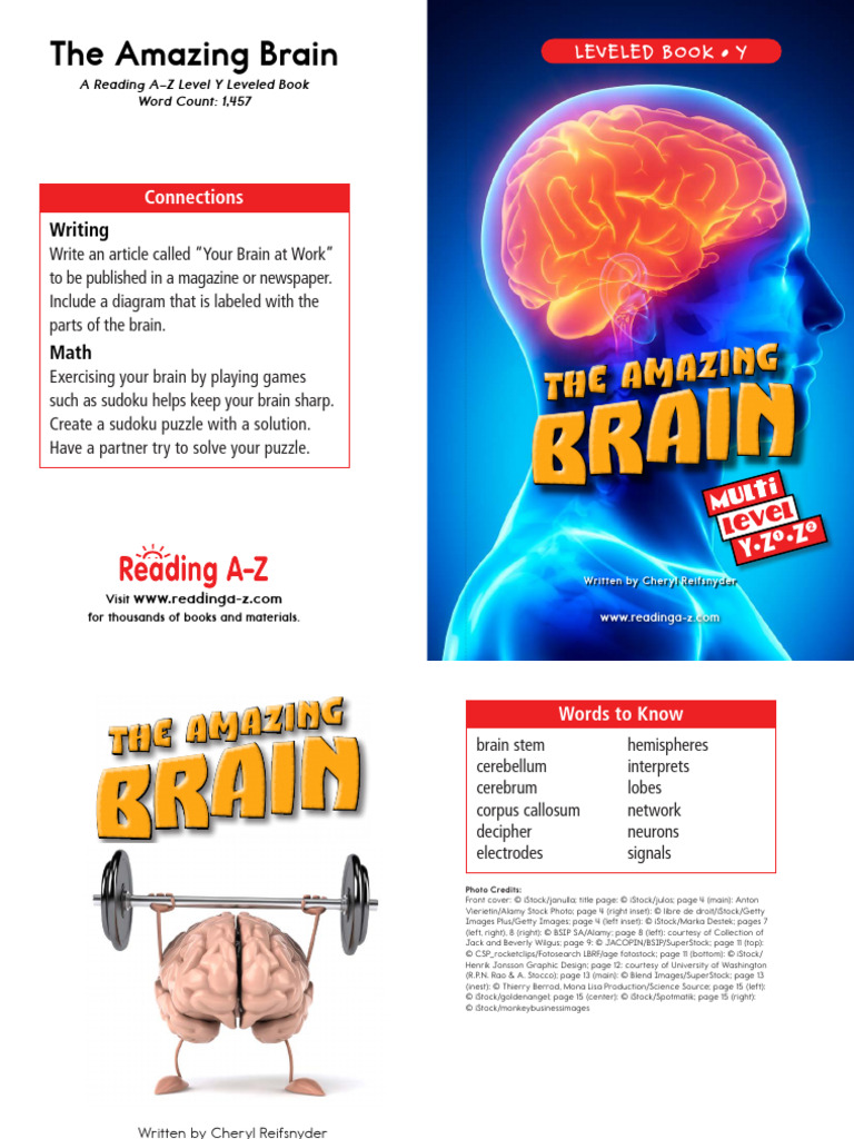 The Amazing Brain | PDF | Brain | Cerebral Hemisphere
