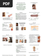 Male Anatomy - Side View - Labelled PDF | PDF