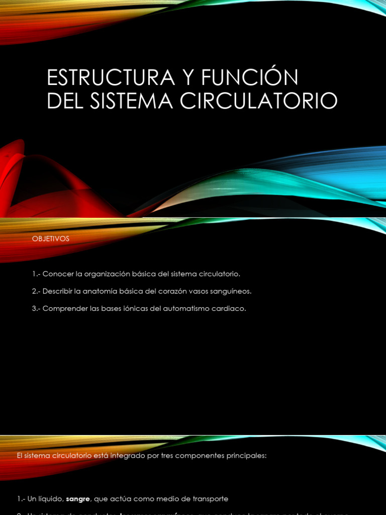 Estructura Y Función Del Sistema Circulatorio Pdf Corazón Sistema