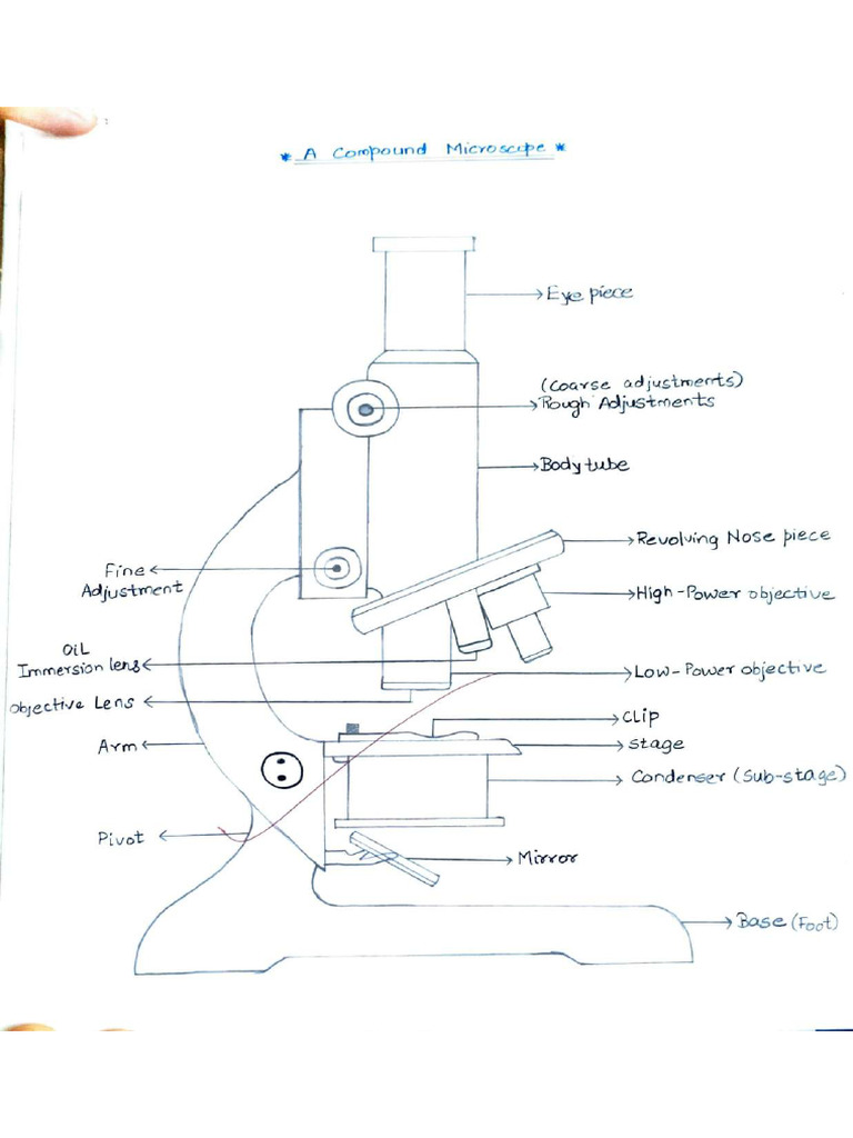 Physiology Practical 1 - 1 | PDF