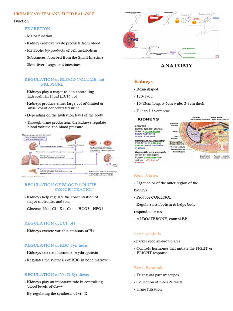 Urinary System and Fluid Balance | PDF | Kidney | Urinary System