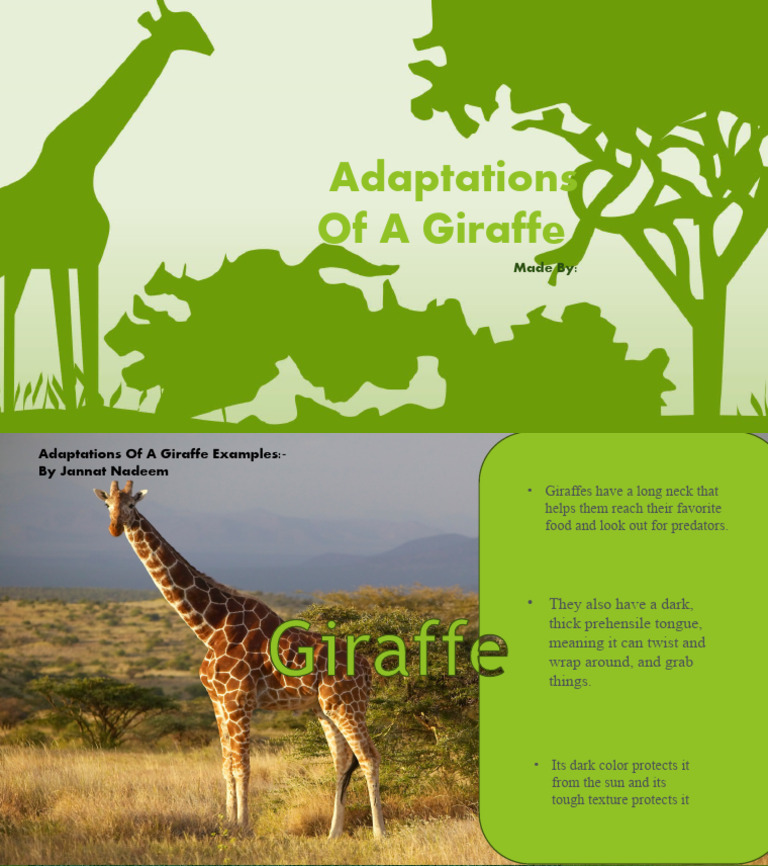 Adaptations of A Giraffe | PDF