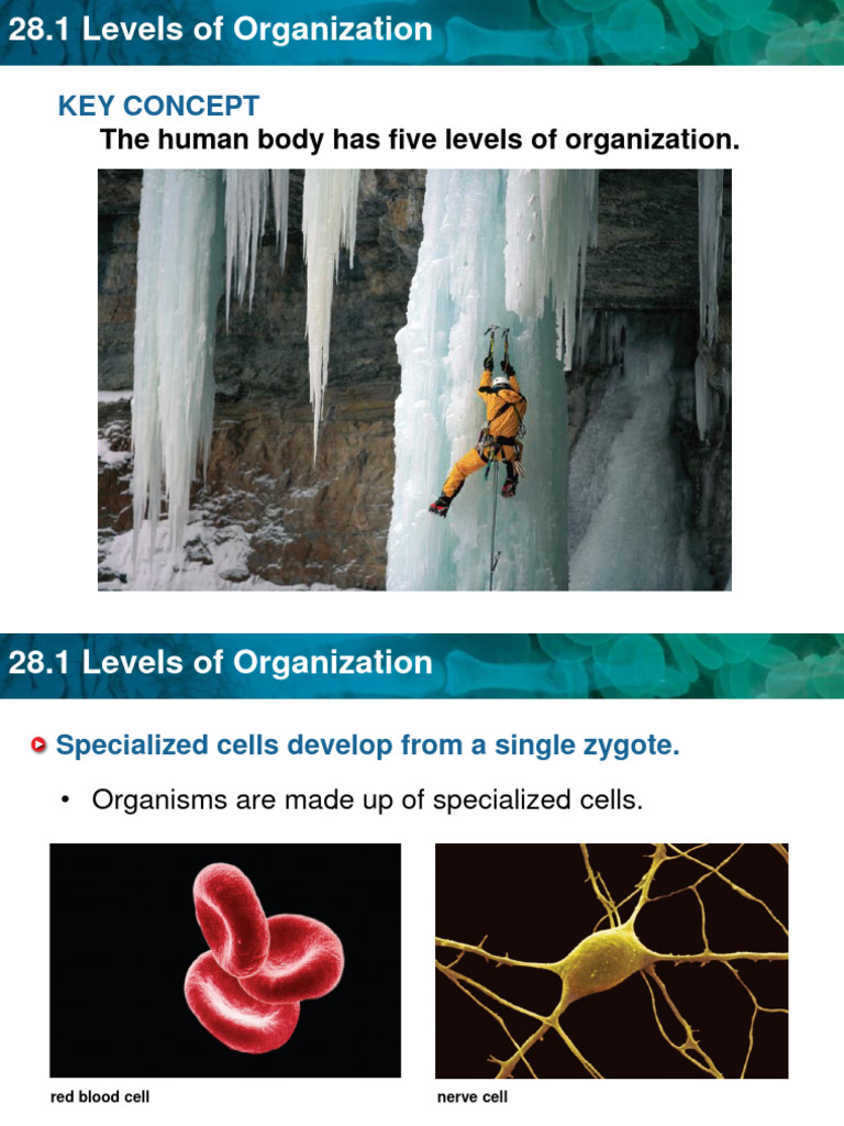 The Human Body Has Five Levels of Organization.: Key Concept | PDF ...