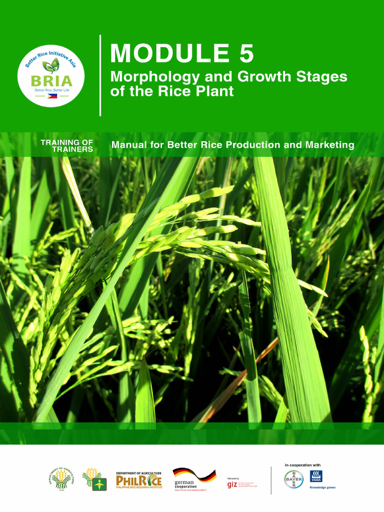 Module 05 Morphology and Growth Stages of The Rice Plant | PDF | Rice ...