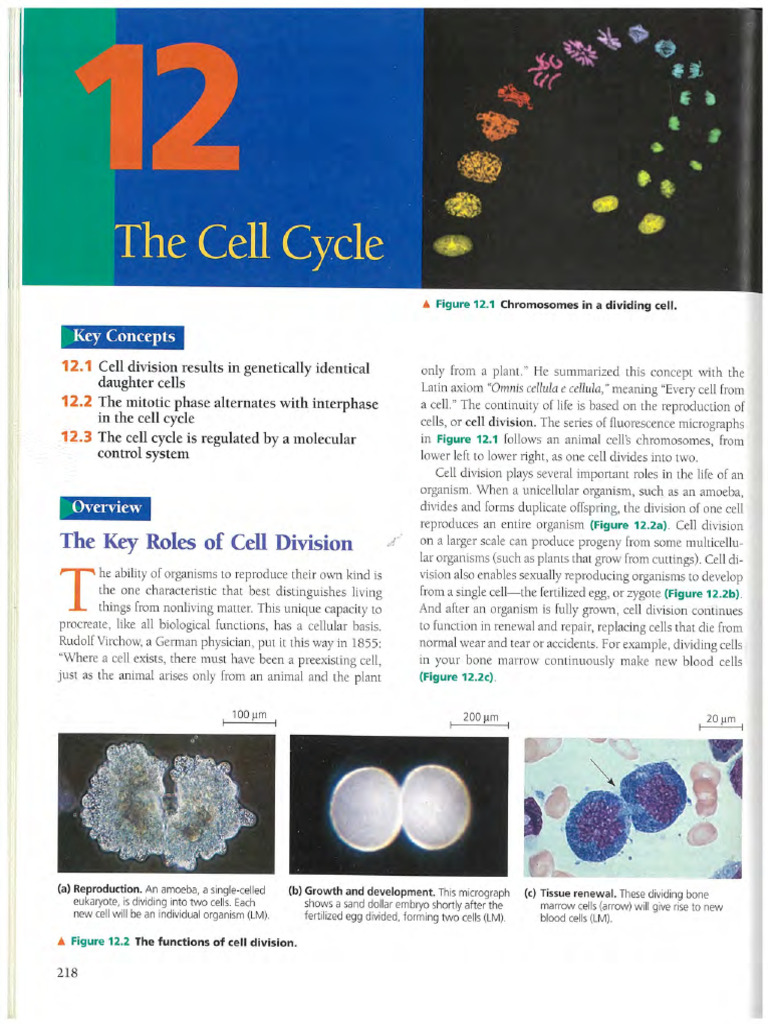 Cell Cycle Pdf