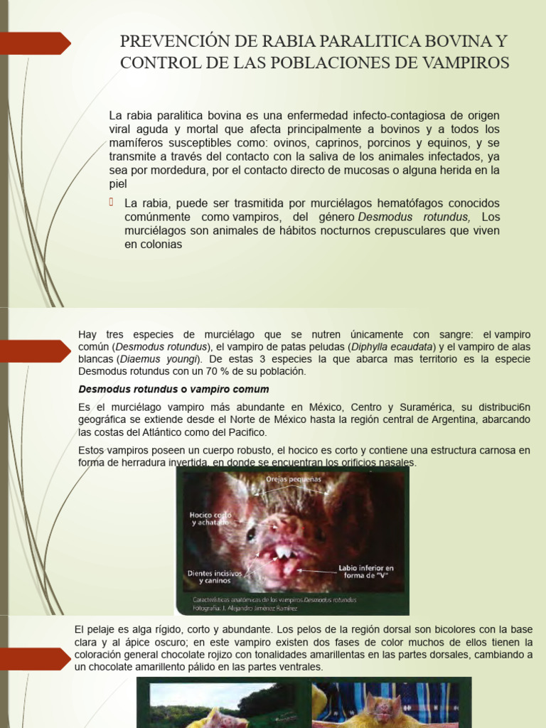 Prevención de Rabia Paralitica Bovina y Control de | PDF