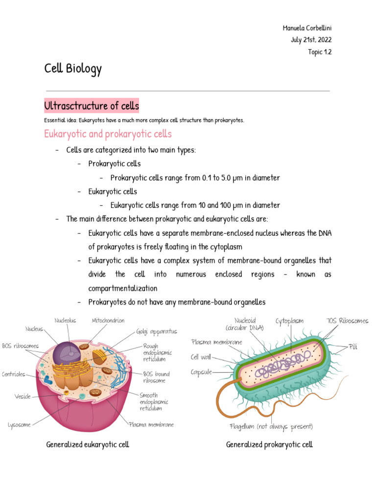 IB Biology HL Topic 1.2 | PDF | Cell (Biology) | Prokaryote
