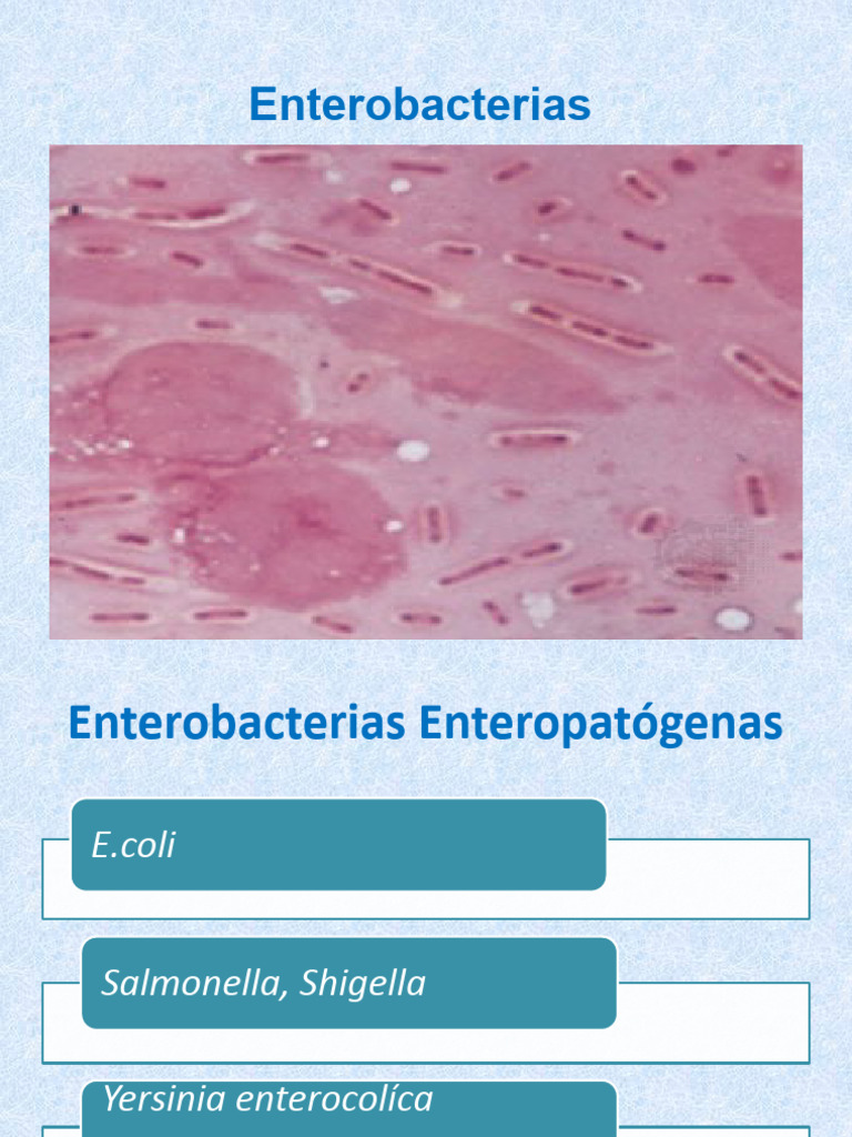 Enterobacterias 2 | PDF