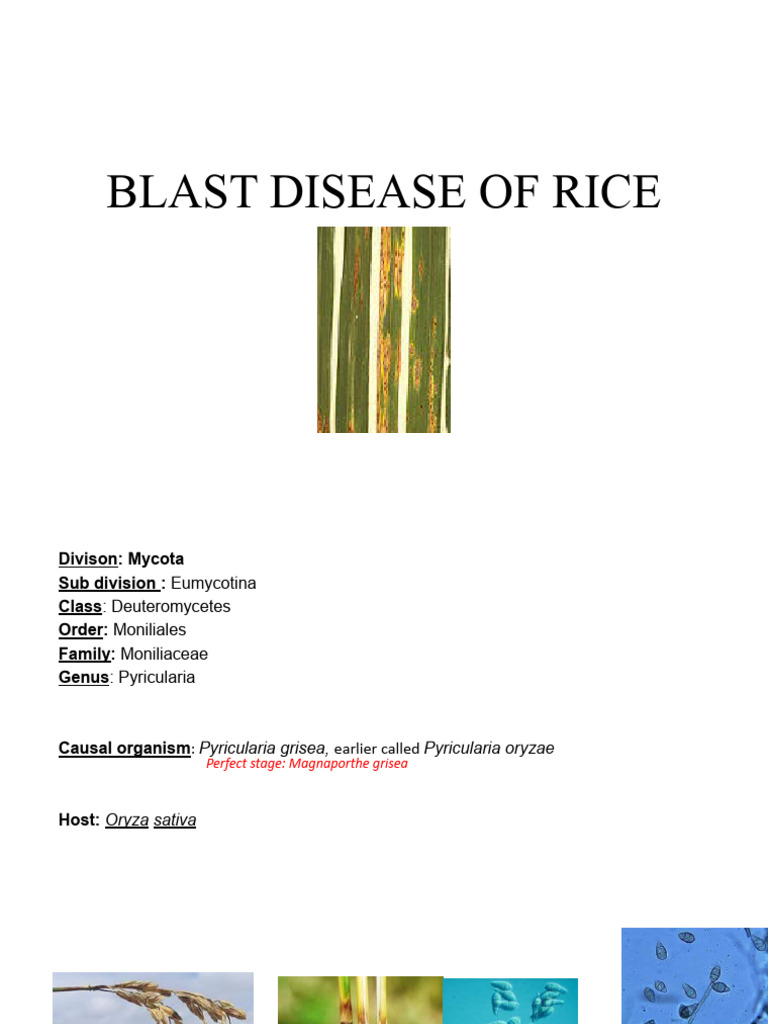 Blast Disease of Rice | PDF | Branches Of Botany | Epidemiology