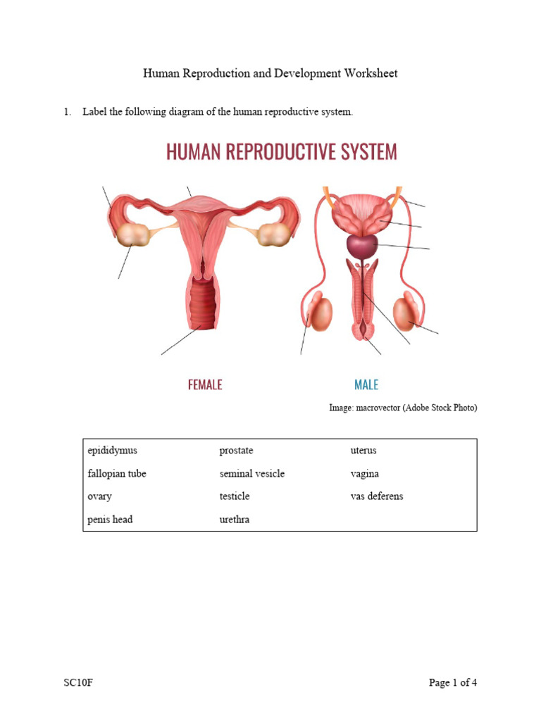 Human Reproduction and Development Worksheet | PDF | Ovary | Human ...