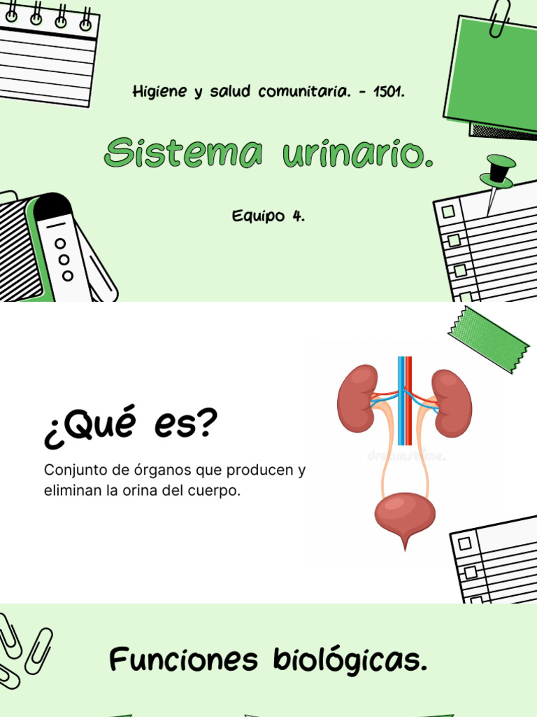 Funciones y Estructura del Sistema Urinario | PDF