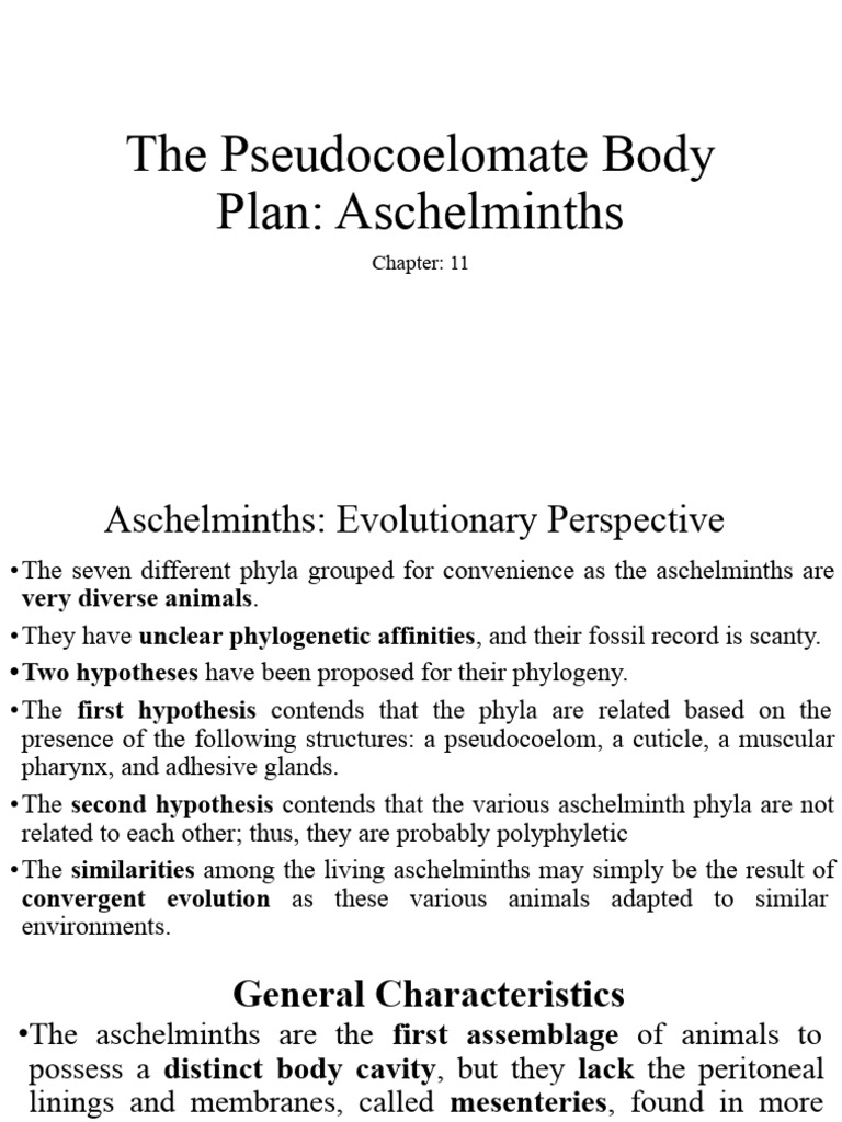 Pseudocoelomate Body Plan Overview | PDF | Nematode | Anatomy