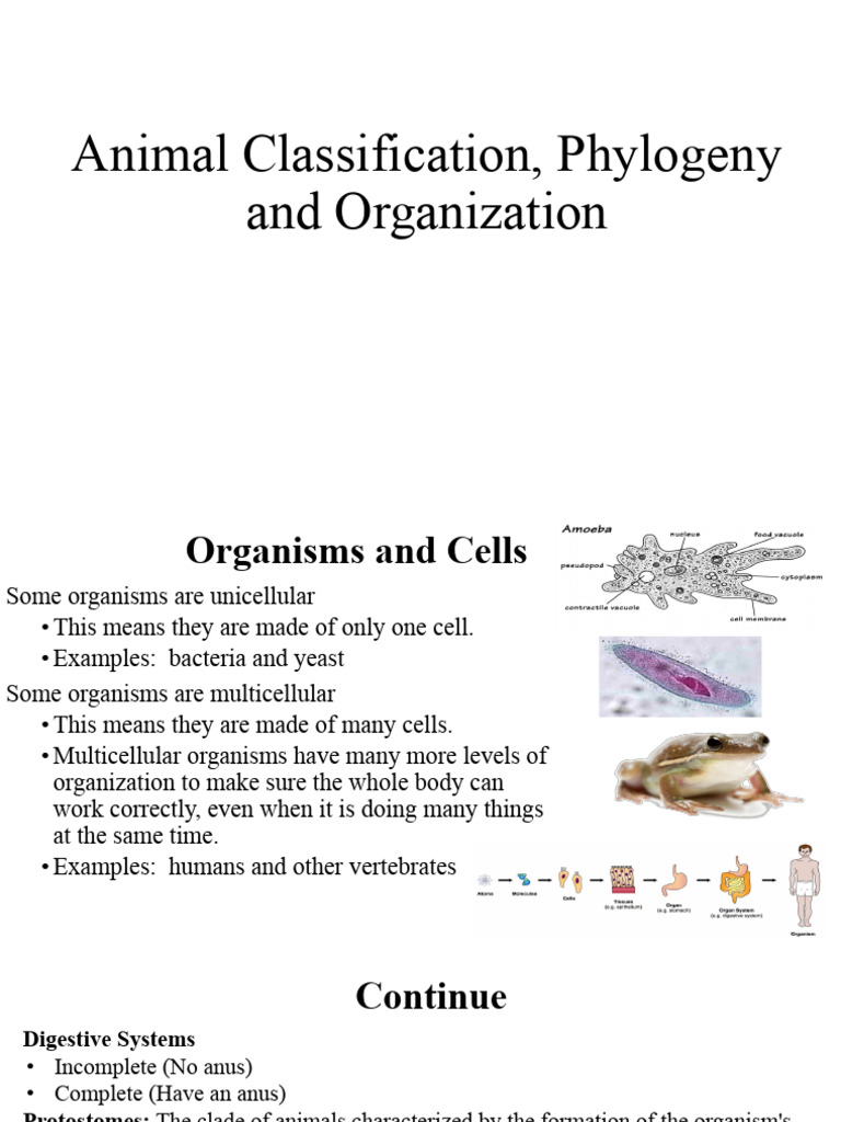 Animal Classification, Phylogeny and Organization | Download Free PDF ...