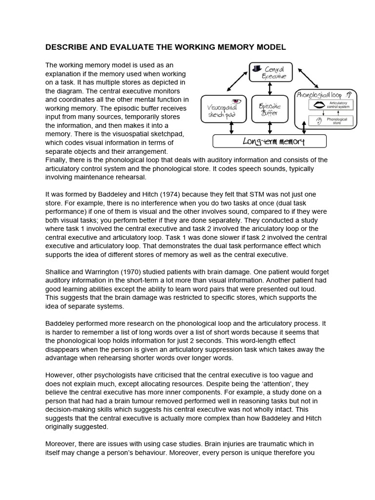 Describe and Evaluate The Working Memory Model | PDF | Neuroscience ...