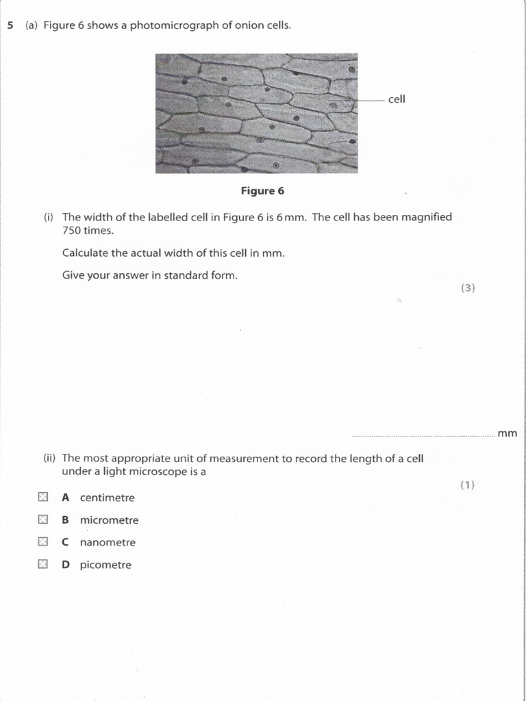 Mini Test Cell Division | PDF