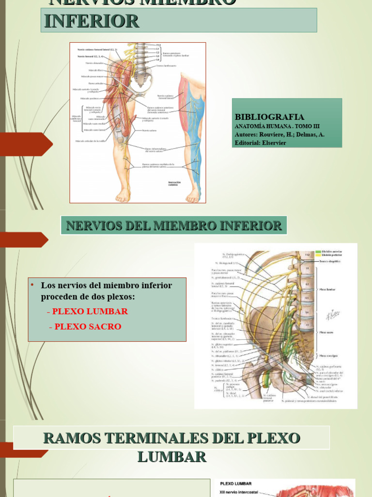 Nervios Miembro Inferior | PDF | Tejido suave | Neuroanatomía