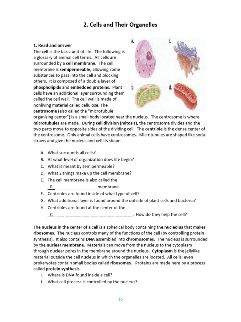 The Cell | PDF | Cell (Biology) | Endoplasmic Reticulum