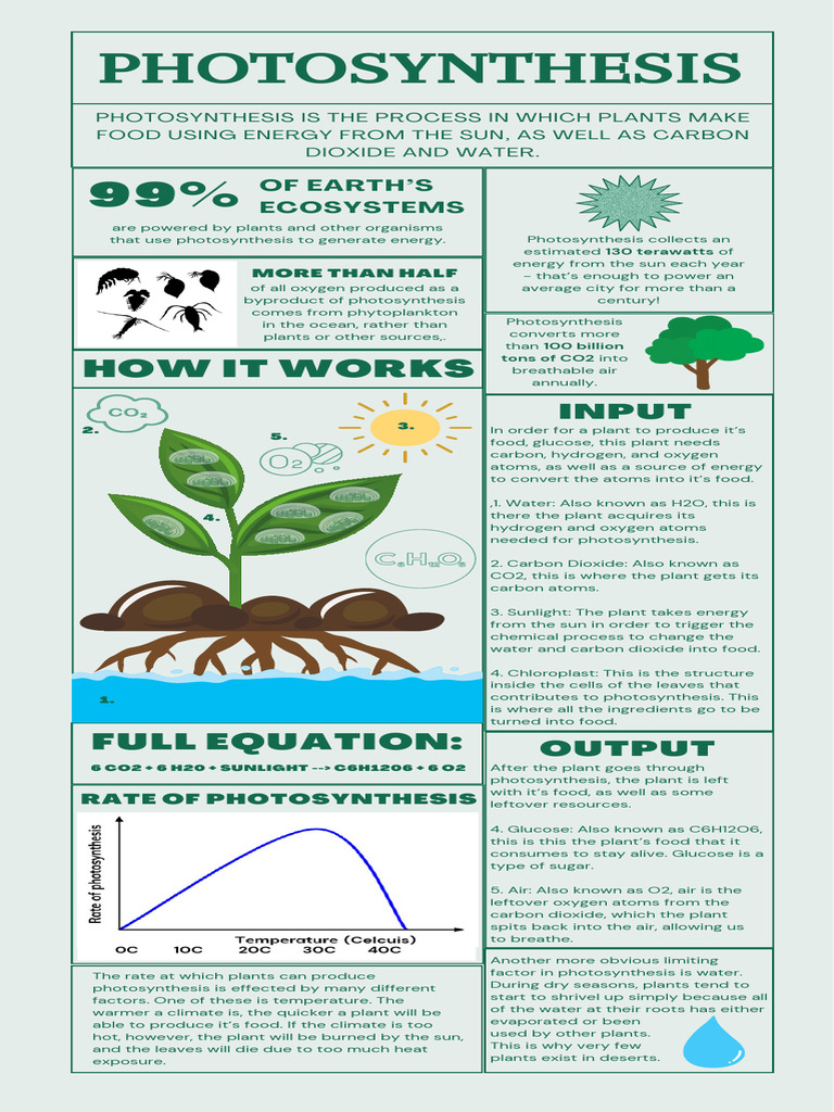 Infographic 1 | PDF | Photosynthesis | Carbon Dioxide