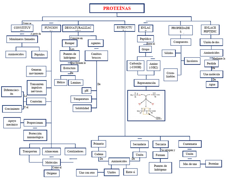 Mapa Mental De Las Prote Nas Una Gu A Completa Para Entender Su/mapa Conceptual De Aminoacidos Y ...