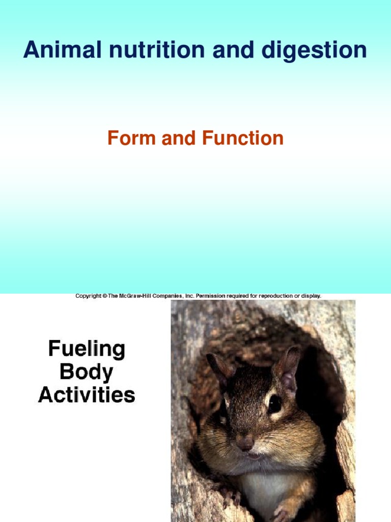 1. Animal Nutrition and Digestion- Form and Function | Digestion ...