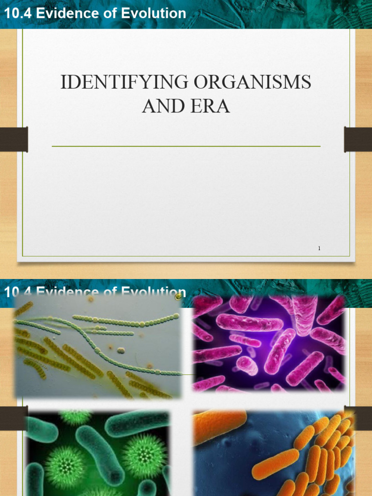 Lesson 8.1 Evidence of Evolution and Fossils 1 | PDF | Geologic Time ...