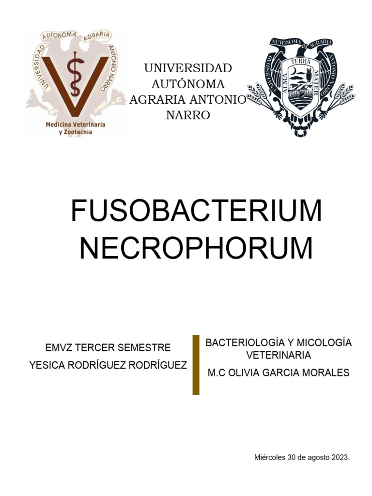 Fusobacterium Necrophorum Ensayo | PDF | Las bacterias | Infección