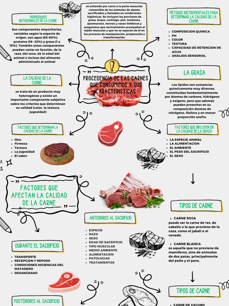 Mapa Conceptual Carnes | PDF | Carne | Alimentos
