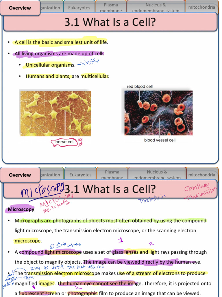 Lecture 3.cell Structure & Function | PDF | Endoplasmic Reticulum | Cell Membrane