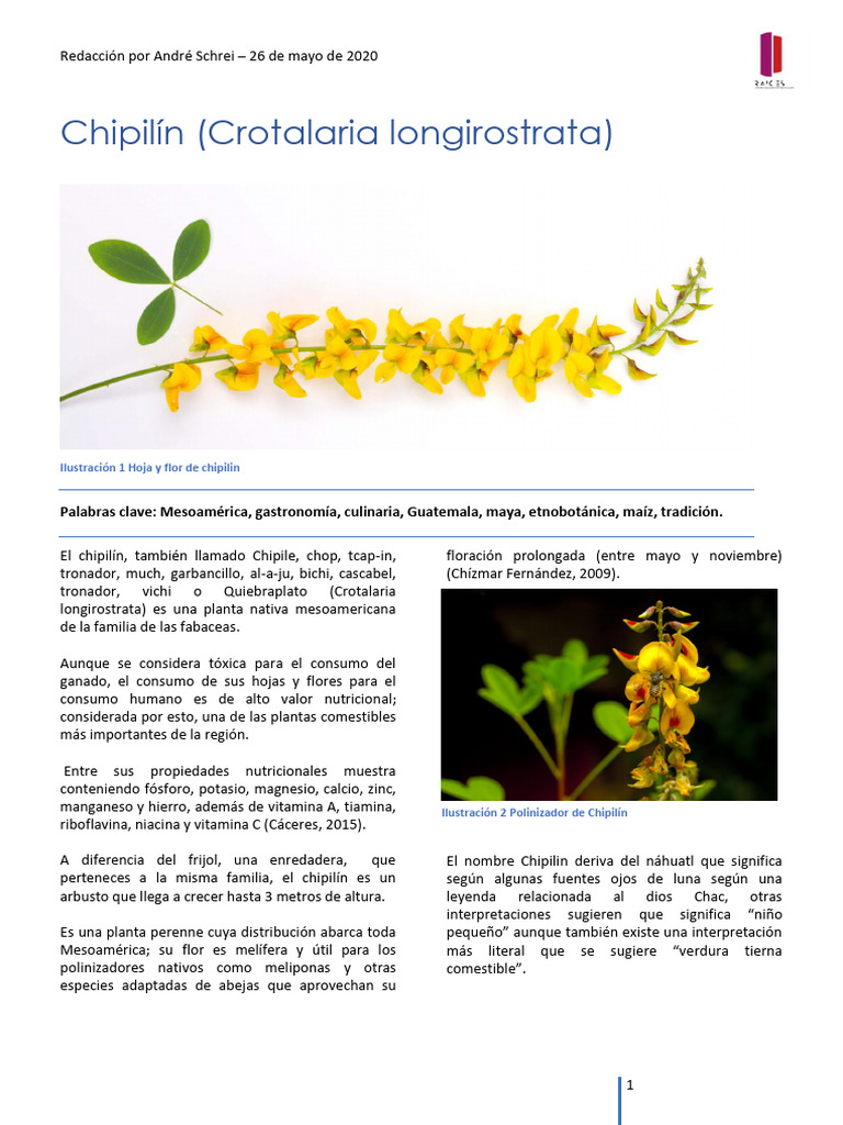 Chipilin Crotalaria Longirostrata | PDF | Comida y bebida | Alimentos
