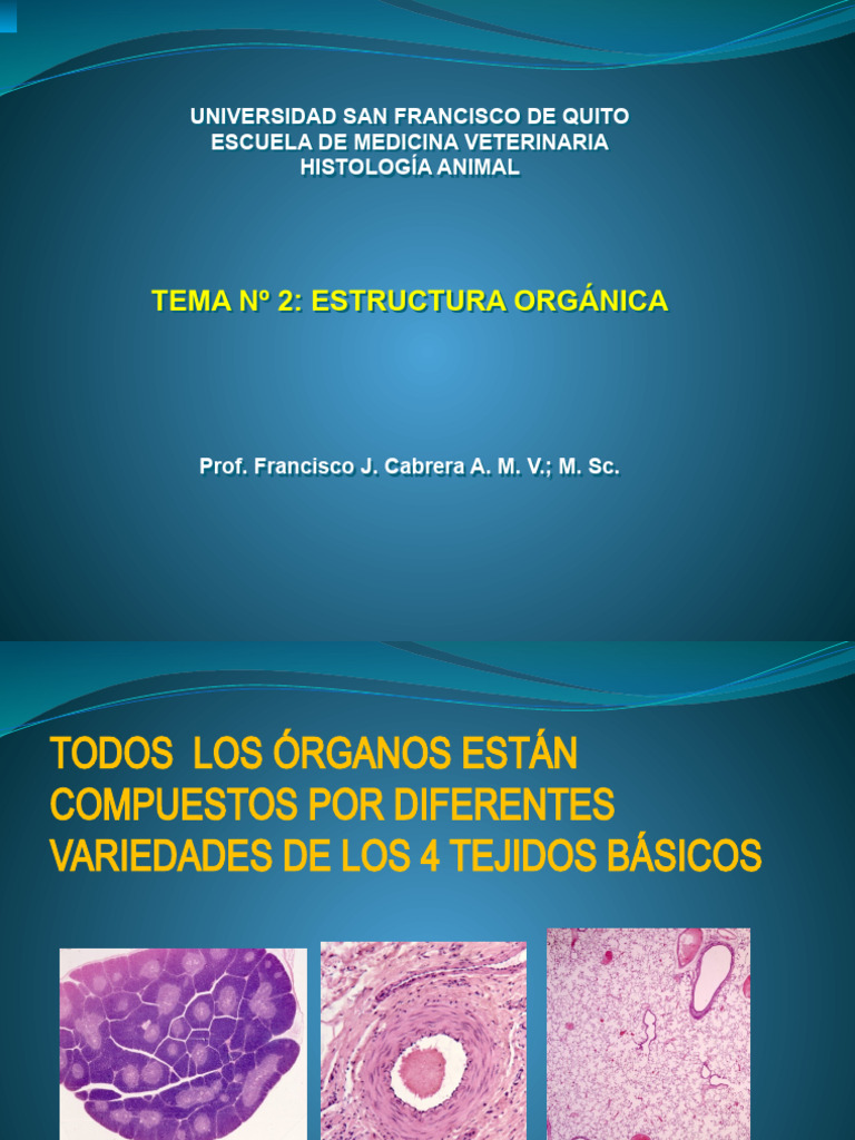 Tema 02 Estructura Orgánica | PDF | Membrana mucosa | Epitelio