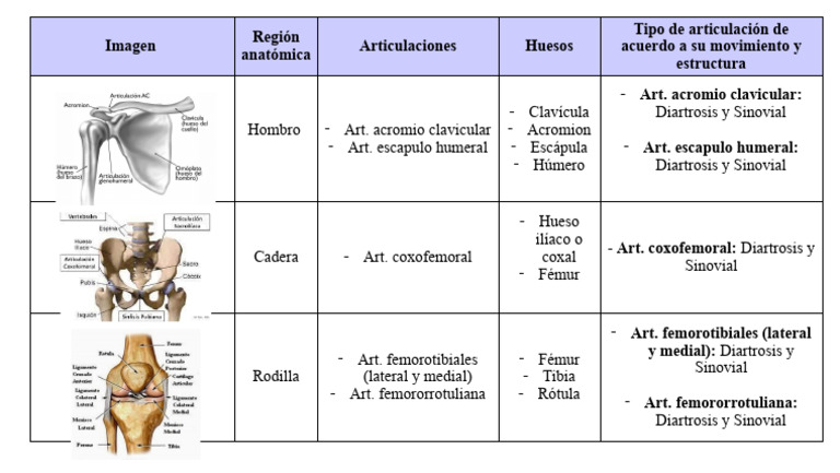 Cuadro Articulaciones | PDF