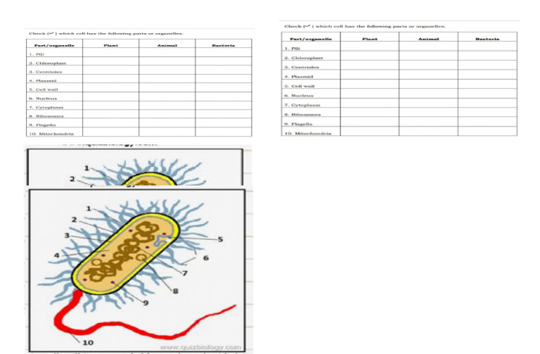 Bacterial Cell | PDF