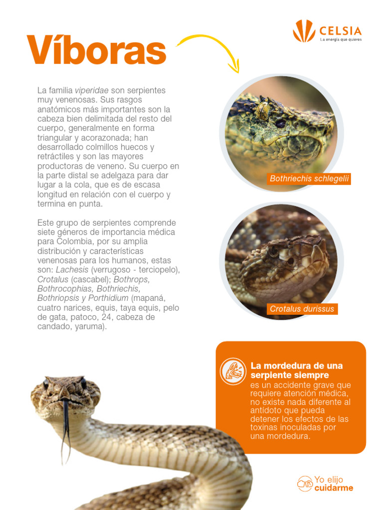 Ficha de Víboras | PDF | Lepidosaurios | Serpiente