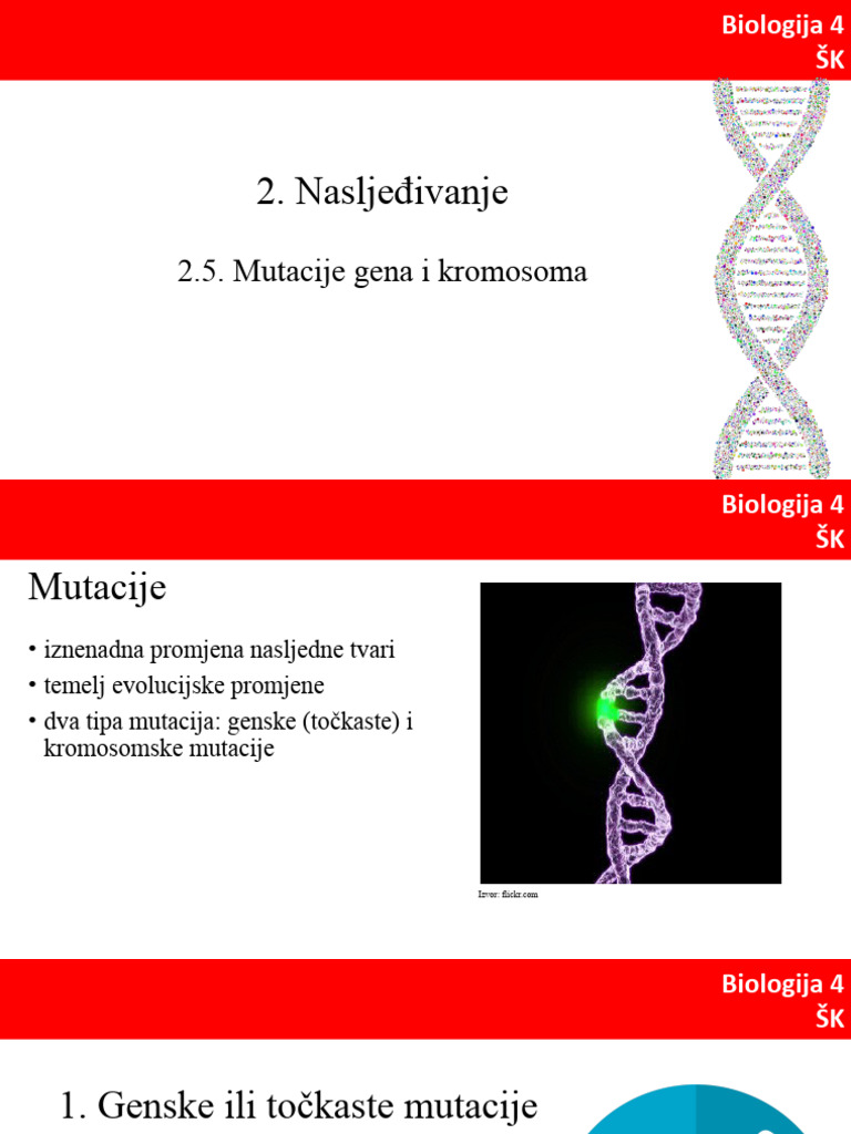 Nasljeđivanje: 2.5. Mutacije Gena I Kromosoma | PDF