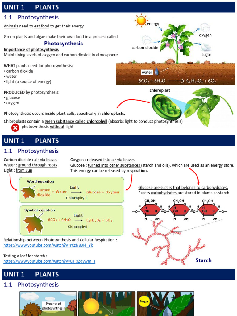 Unit 1 Plants (Student's Copy) | PDF | Photosynthesis | Flowers