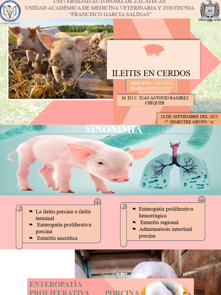 Ileitis en Cerdos | PDF | Diarrea | Enfermedad celíaca