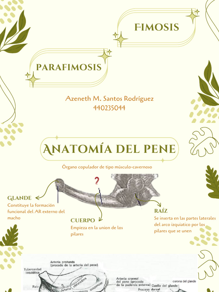 Fimosis Parafimosis | PDF | Pene | Sistema genitourinario